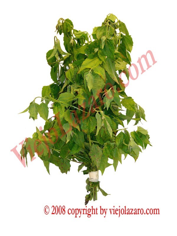 Sale – El Viejo Lazaro